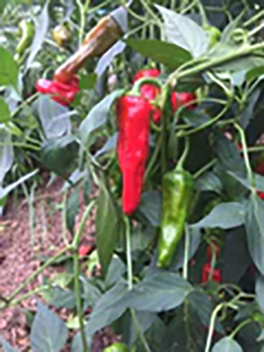 Aleppo Pepper – Nichols Garden Nursery