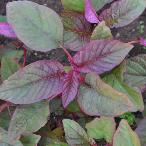 Polish Amaranth Organic – Nichols Garden Nursery