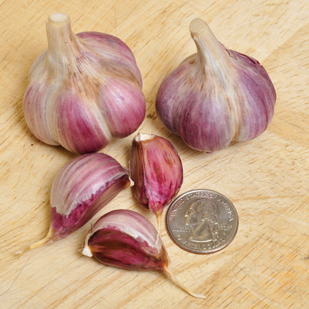 Duganski Garlic SHIPS IN EARLY SEPTEMBER – Nichols Garden Nursery