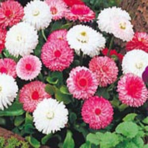 English Daisy – Nichols Garden Nursery