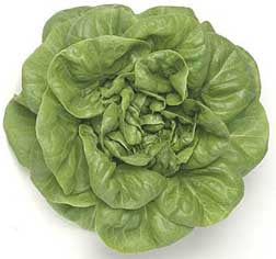 Bibb (Limestone) Lettuce – Nichols Garden Nursery