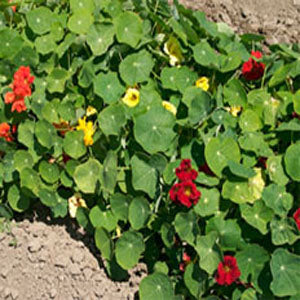 Nasturtium, Dwarf Jewel – Nichols Garden Nursery