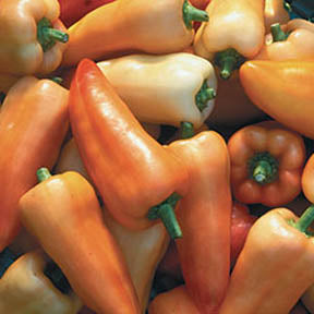 Feher Ozon Organic Sweet Paprika Pepper – Nichols Garden Nursery