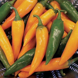 Bulgarian Carrot Hot Pepper – Nichols Garden Nursery
