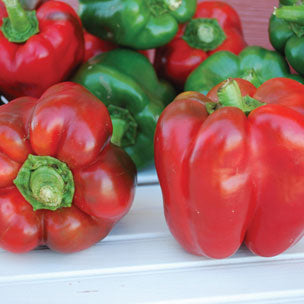King of the North Pepper – Nichols Garden Nursery