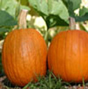 Small Sugar Pumpkin – Nichols Garden Nursery