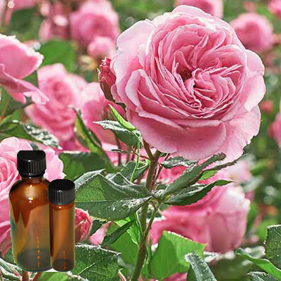 Oil, Rose – Nichols Garden Nursery