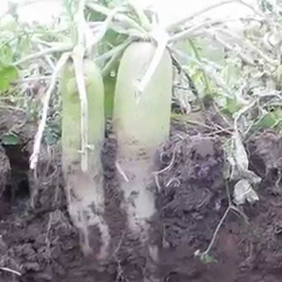 Soil Buster Radish – Nichols Garden Nursery