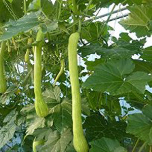 Cucuzzi Squash- Lagenaria Longissima – Nichols Garden Nursery