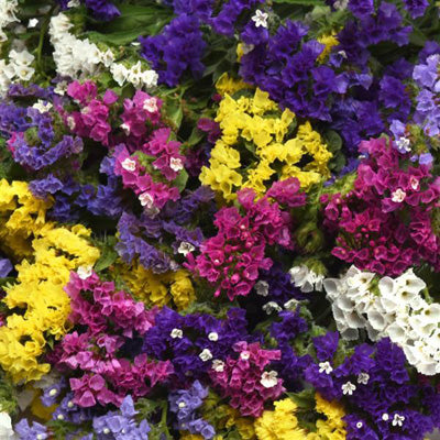 Statice 'Mixed Colors' – Nichols Garden Nursery