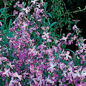 Night Scented Stock – Nichols Garden Nursery