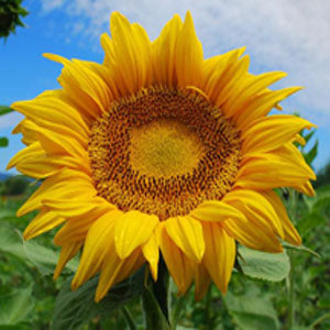 Titan Sunflower – Nichols Garden Nursery