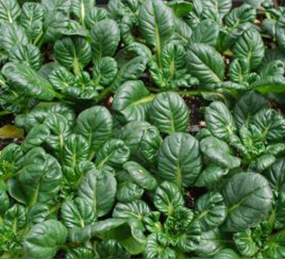 Tah Tsai (Tatsoi) – Nichols Garden Nursery